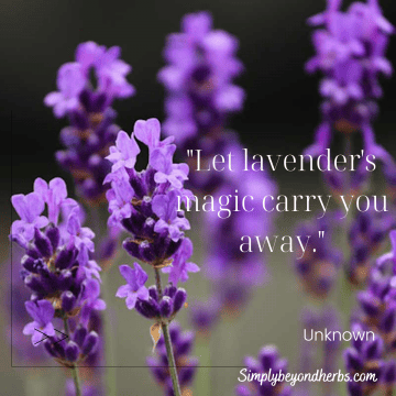 250 Best Lavender Quotes and Captions to Inspire you - SimplyBeyondHerbs