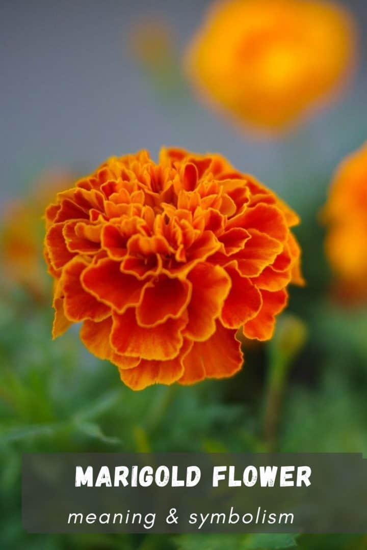 Marigold Flower Meaning and Symbolism. - SimplyBeyondHerbs