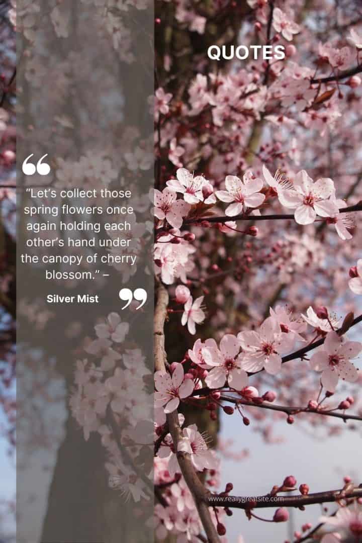 200 Beautiful Cherry Blossom Quotes: Sakura quotes - SimplyBeyondHerbs