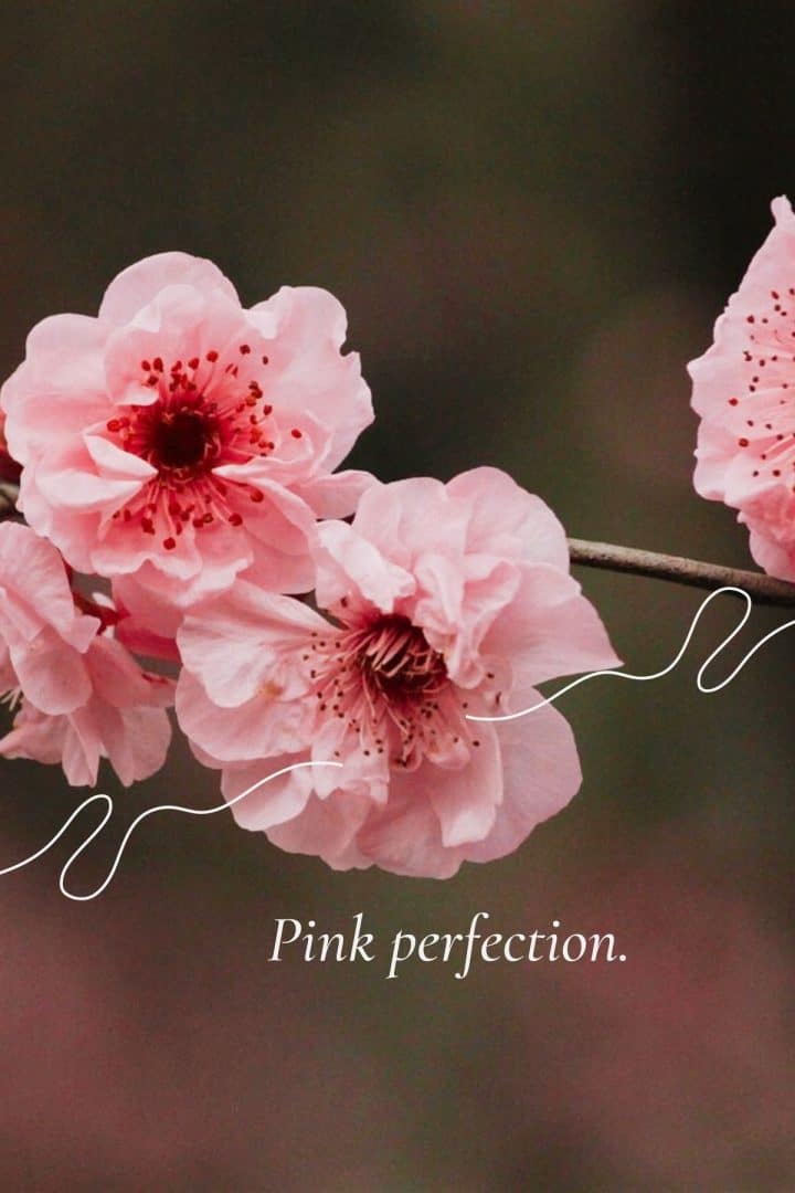 200 Beautiful Cherry Blossom Quotes: Sakura quotes - SimplyBeyondHerbs