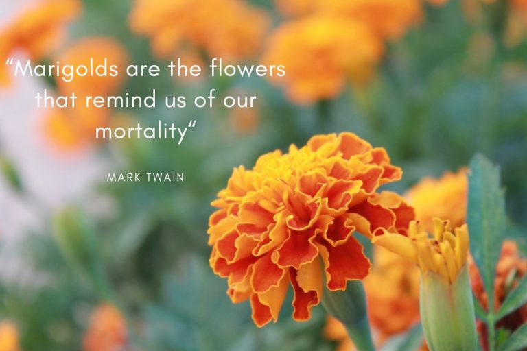 Marigold Flower Meaning and Symbolism. - SimplyBeyondHerbs