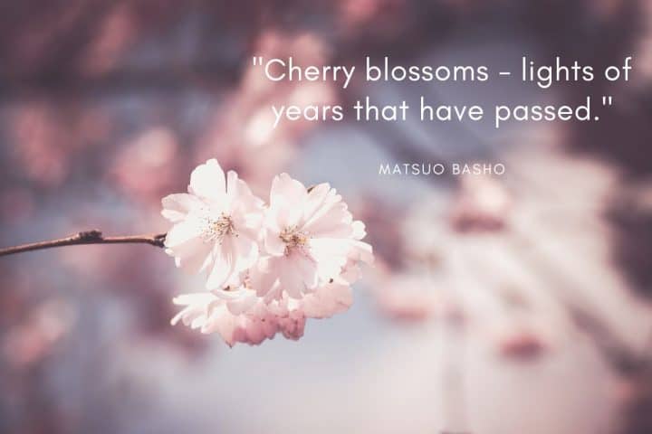 200 Beautiful Cherry Blossom Quotes: Sakura quotes - SimplyBeyondHerbs