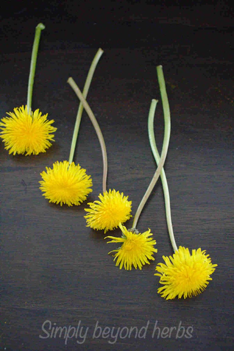 Dandelion Flower Meaning and Symbol of hope - SimplyBeyondHerbs