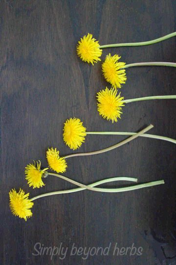 Dandelion Flower Meaning and Symbol of hope - SimplyBeyondHerbs