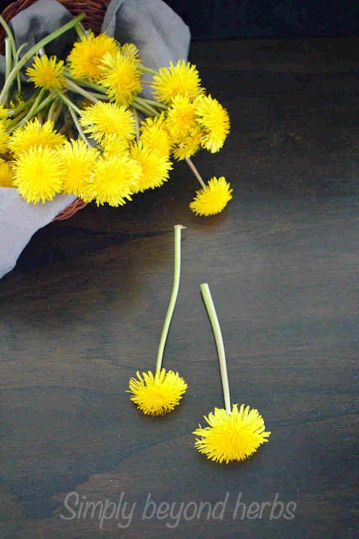 Dandelion Flower Meaning and Symbol of hope - SimplyBeyondHerbs