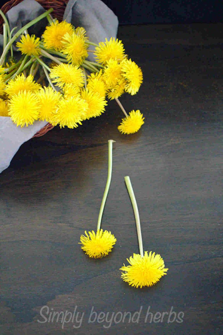 Dandelion Flower Meaning and Symbol of hope - SimplyBeyondHerbs