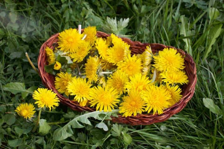 Dandelion Flower Meaning and Symbol of hope - SimplyBeyondHerbs