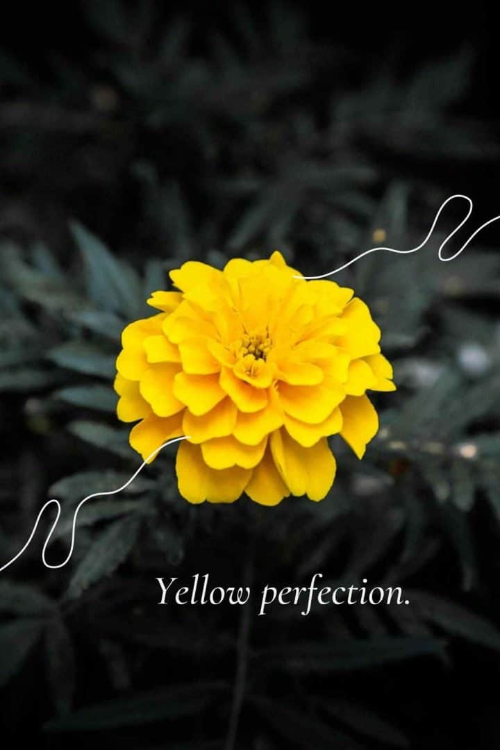 Marigold Flower Meaning and Symbolism. - SimplyBeyondHerbs
