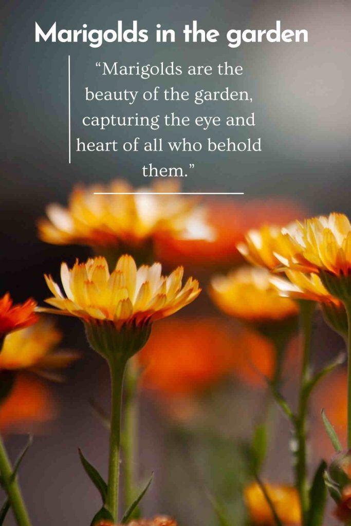 Marigold Flower Meaning and Symbolism. - SimplyBeyondHerbs