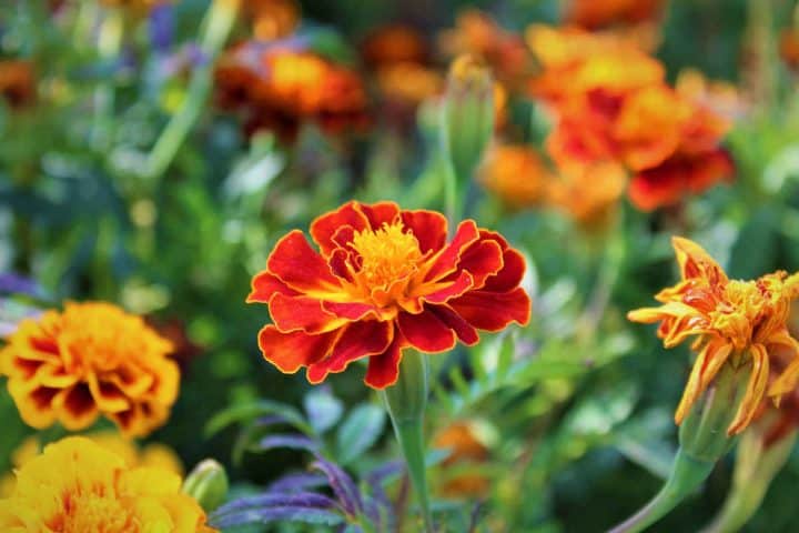 Marigold Flower Meaning and Symbolism. - SimplyBeyondHerbs