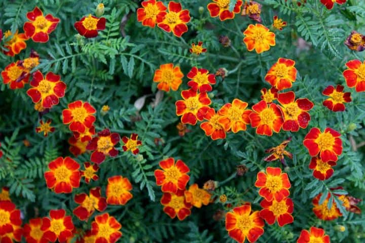 Marigold Flower Meaning and Symbolism. - SimplyBeyondHerbs