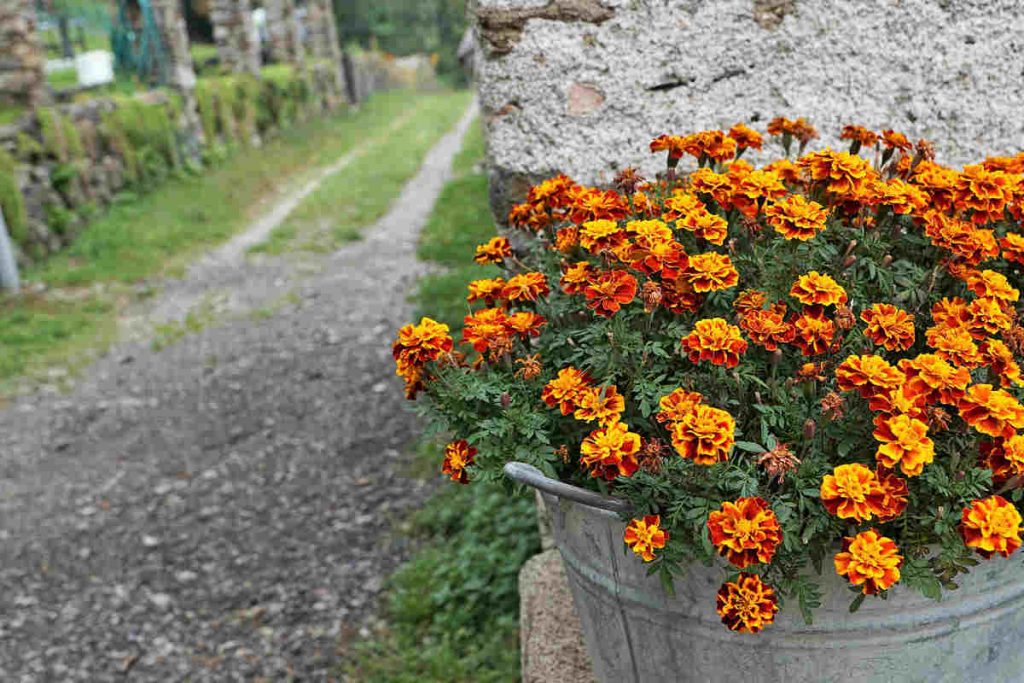 Marigold Flower Meaning and Symbolism. - SimplyBeyondHerbs
