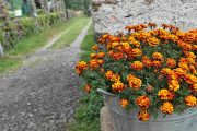 Marigold Flower Meaning and Symbolism. - SimplyBeyondHerbs
