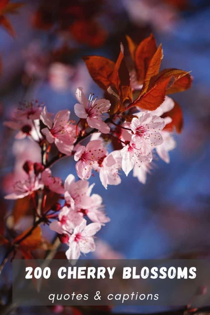 200 Beautiful Cherry Blossom Quotes: Sakura quotes - SimplyBeyondHerbs