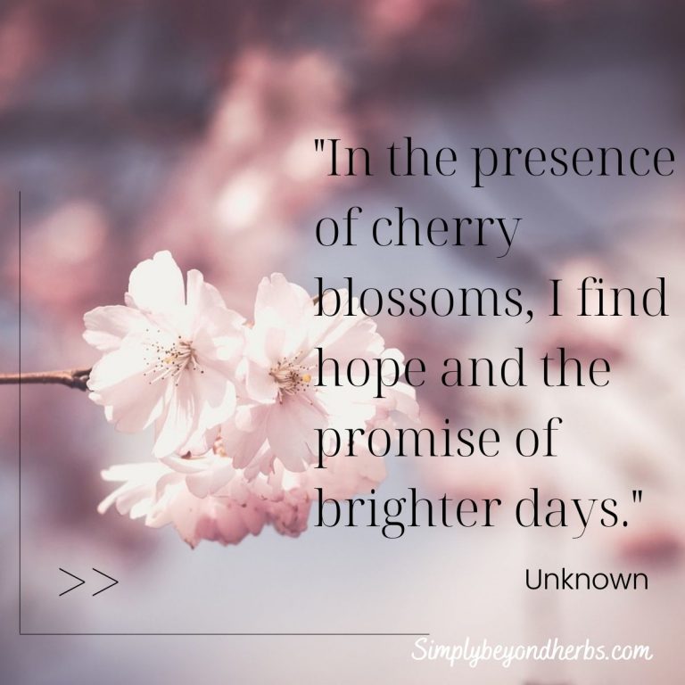 200 Beautiful Cherry Blossom Quotes: Sakura quotes - SimplyBeyondHerbs
