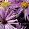 Unlocking the Secrets of Aster Flower Meaning and Symbolism ...