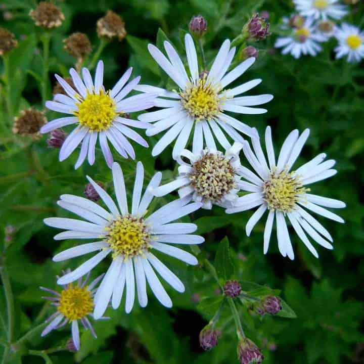 Unlocking the Secrets of Aster Flower Meaning and Symbolism ...