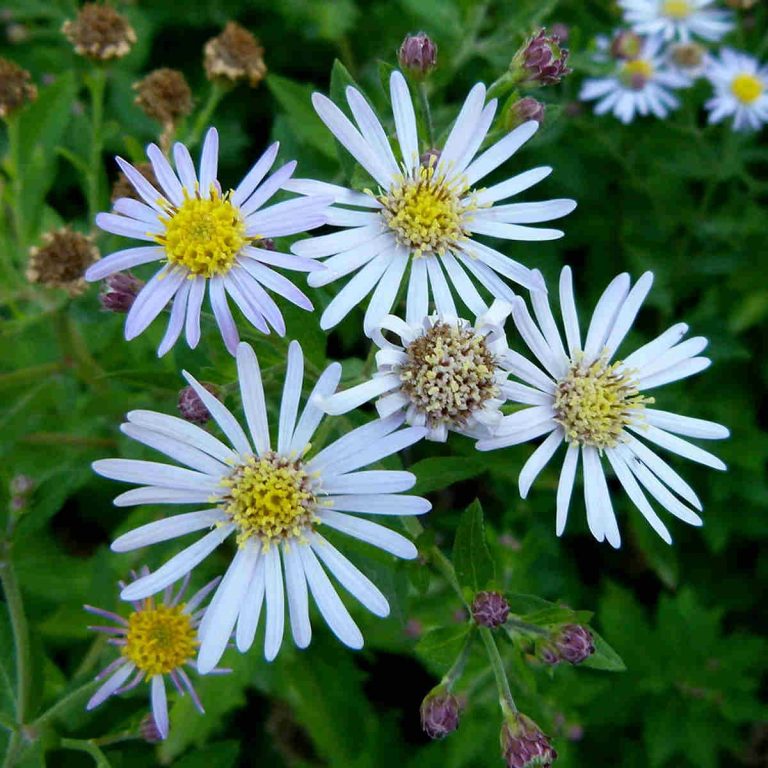 Unlocking the Secrets of Aster Flower Meaning and Symbolism ...