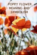 Poppy Flower Meaning and Symbolism: Remembrance and Beyond ...