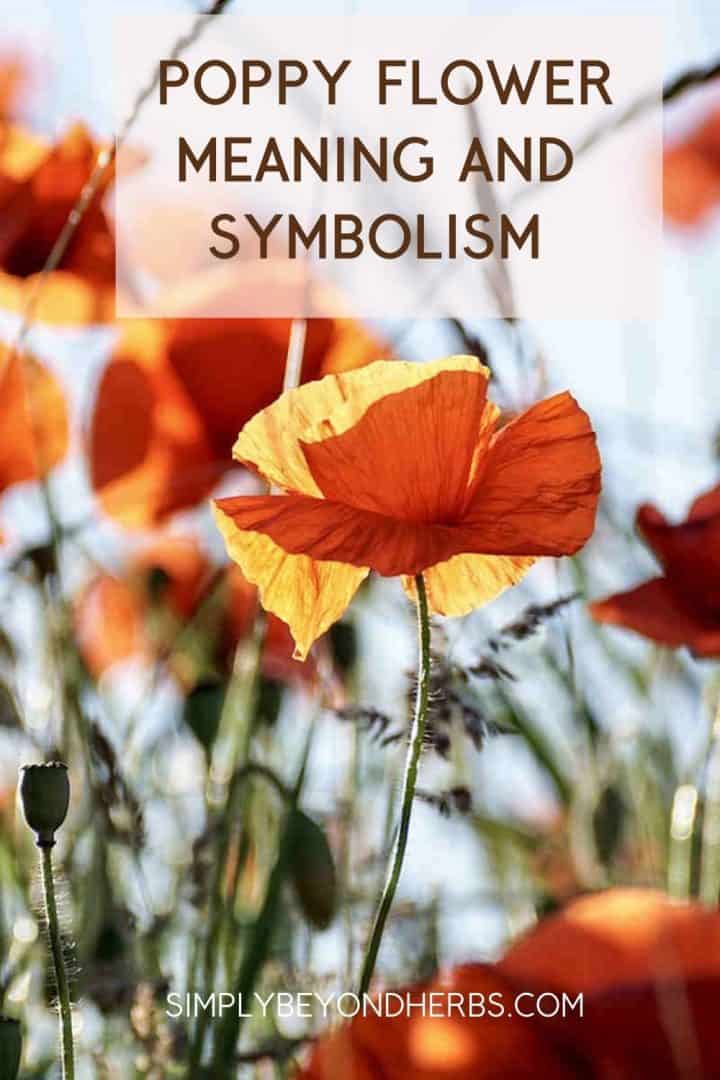 Poppy Flower Meaning and Symbolism: Remembrance and Beyond ...