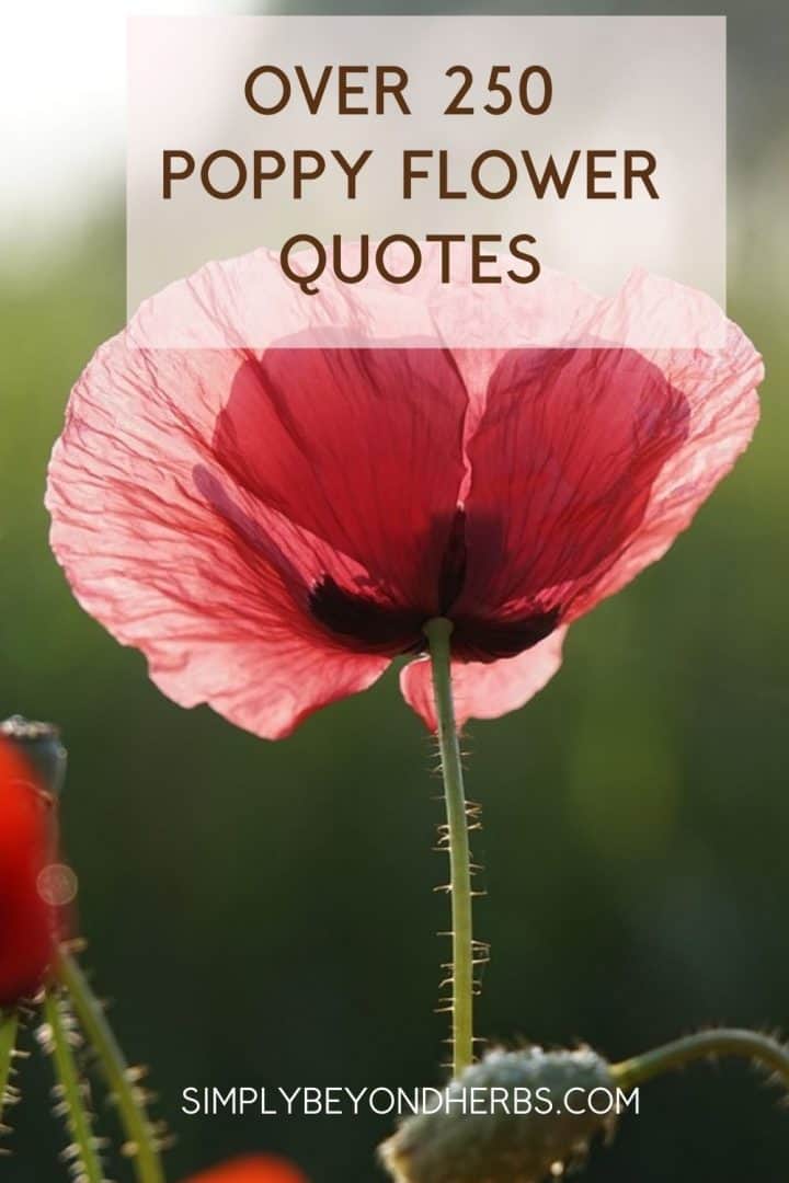 250 Captivating Poppy Quotes to Inspire - SimplyBeyondHerbs
