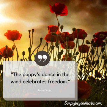 250 Captivating Poppy Quotes to Inspire - SimplyBeyondHerbs