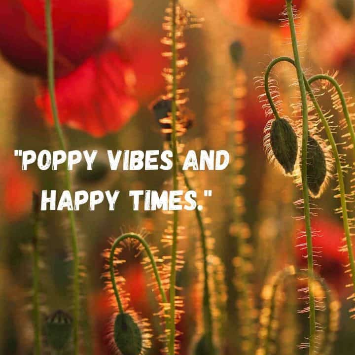 250 Captivating Poppy Quotes to Inspire - SimplyBeyondHerbs