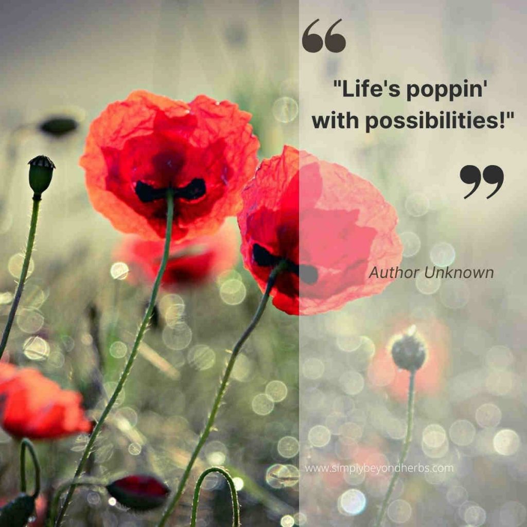 250 Captivating Poppy Quotes to Inspire - SimplyBeyondHerbs