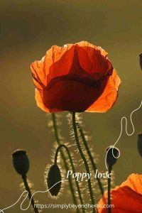 250 Captivating Poppy Quotes to Inspire - SimplyBeyondHerbs