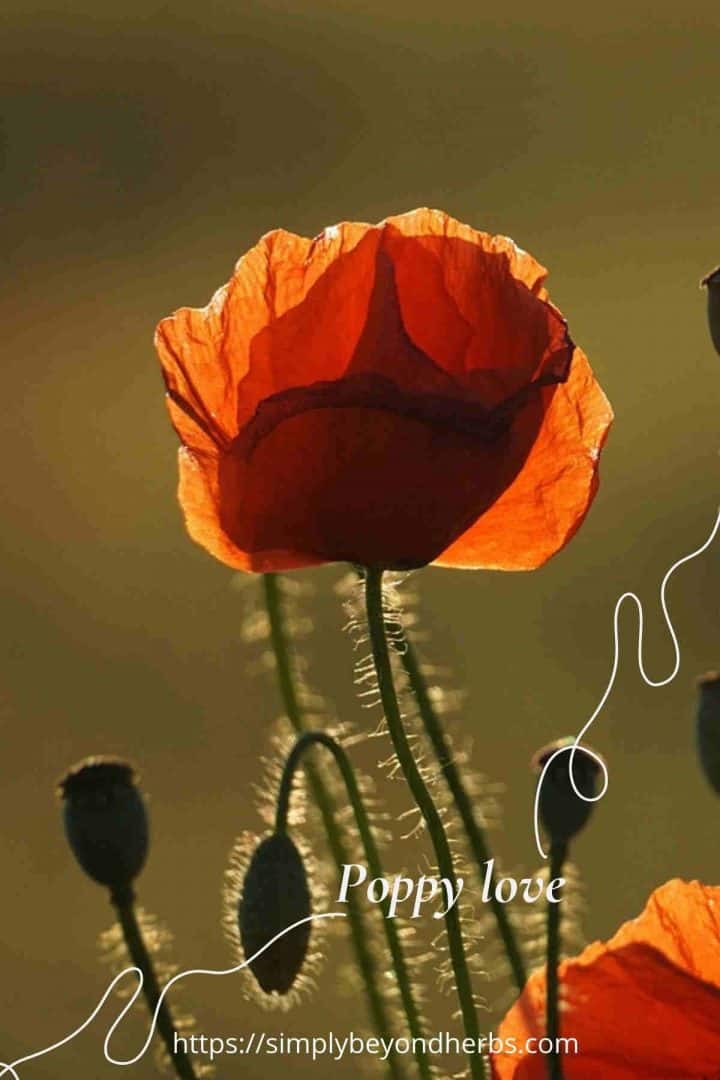 250 Captivating Poppy Quotes to Inspire - SimplyBeyondHerbs
