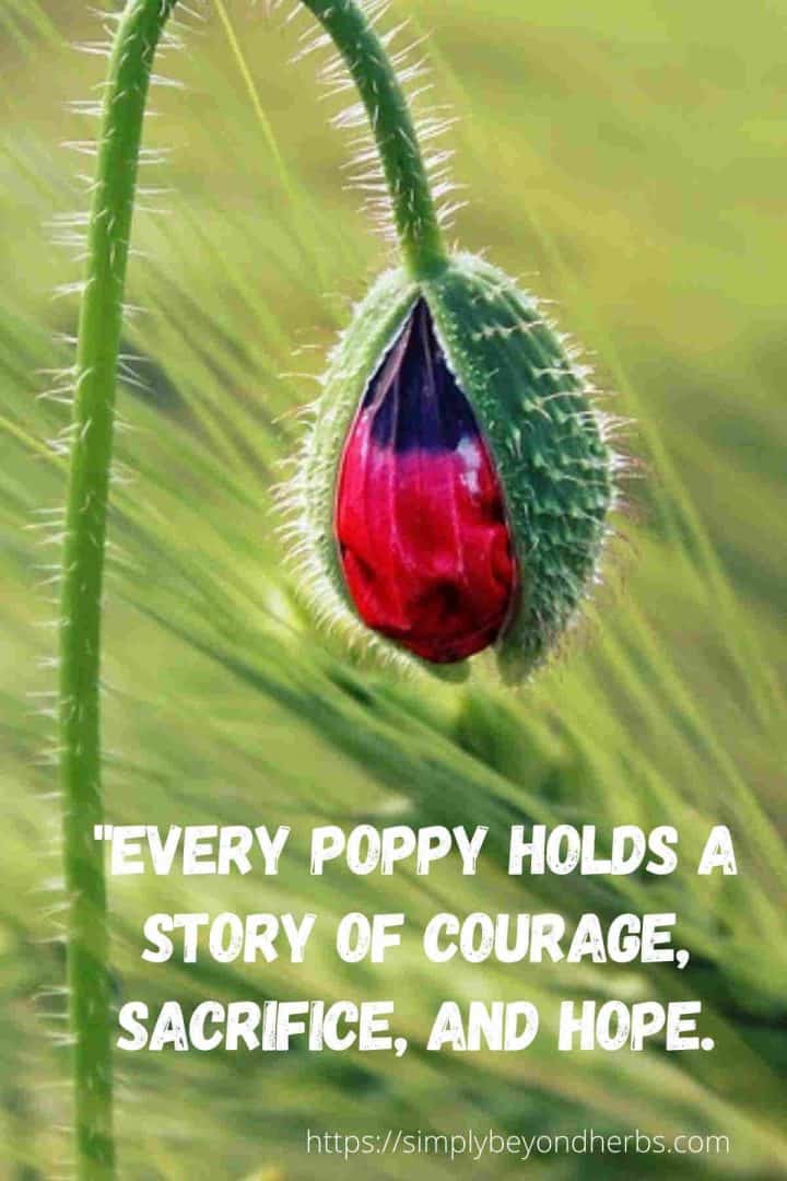 250 Captivating Poppy Quotes to Inspire - SimplyBeyondHerbs