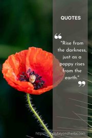 250 Captivating Poppy Quotes to Inspire - SimplyBeyondHerbs