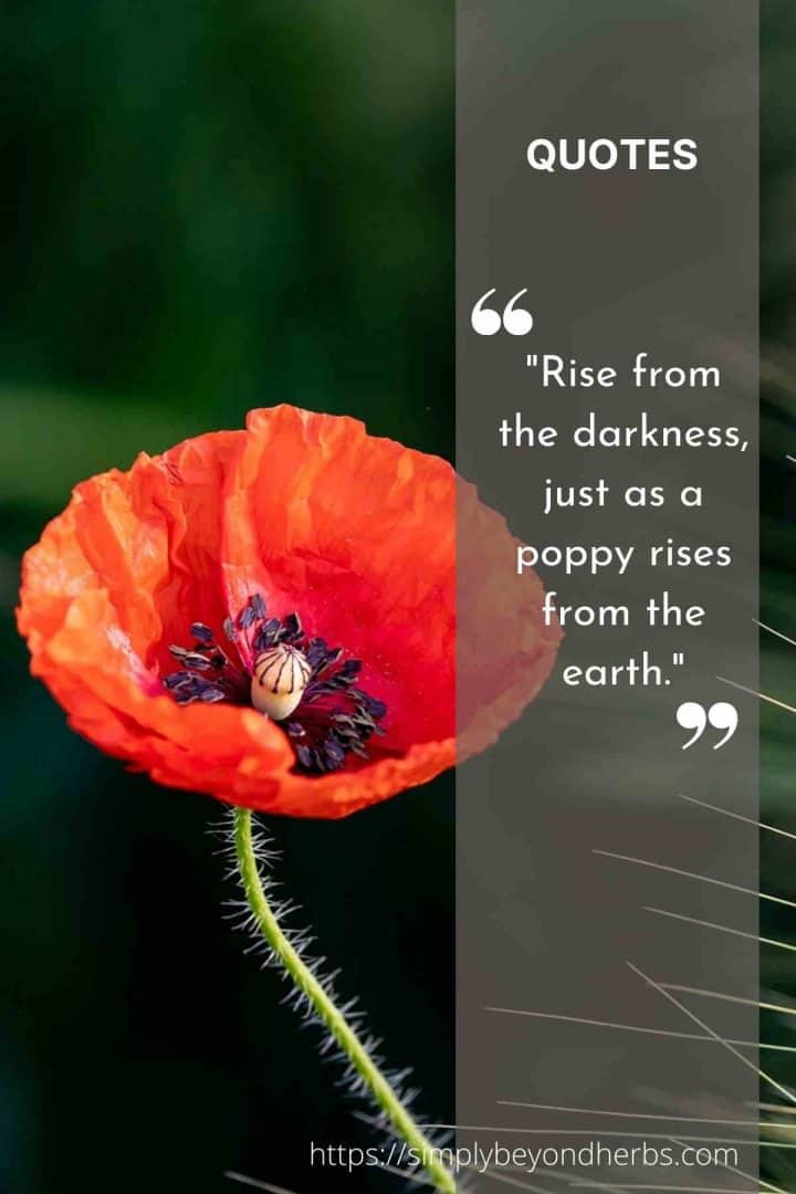 250 Captivating Poppy Quotes to Inspire - SimplyBeyondHerbs