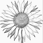 Beneath the Sunflower: Meaning and Symbolism - SimplyBeyondHerbs