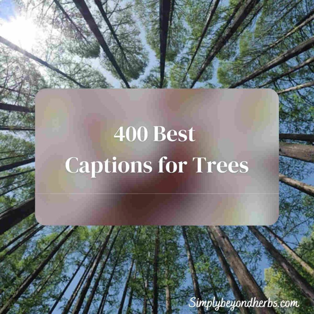 Meaning and Symbolism Archives - Page 2 of 2 - SimplyBeyondHerbs