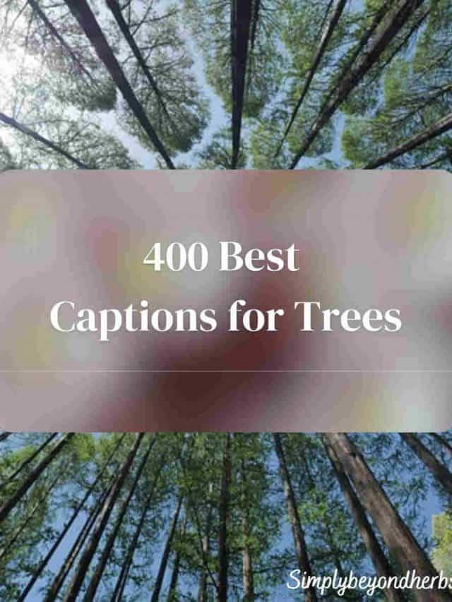 200 Beautiful Cherry Blossom Quotes: Sakura quotes - SimplyBeyondHerbs