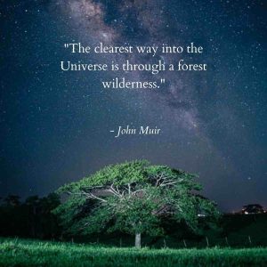 Over 400 Perfect Tree Captions for Instagram - SimplyBeyondHerbs