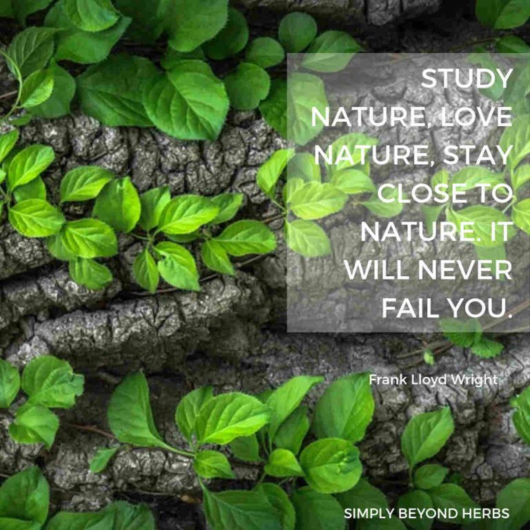Over 400 Perfect Tree Captions for Instagram - SimplyBeyondHerbs