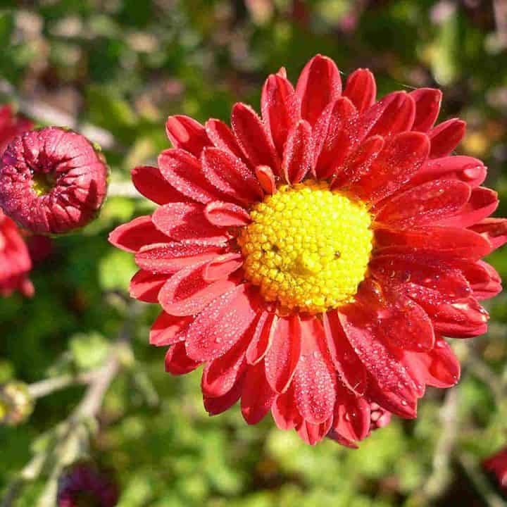 Unlocking the Secrets of Aster Flower Meaning and Symbolism ...