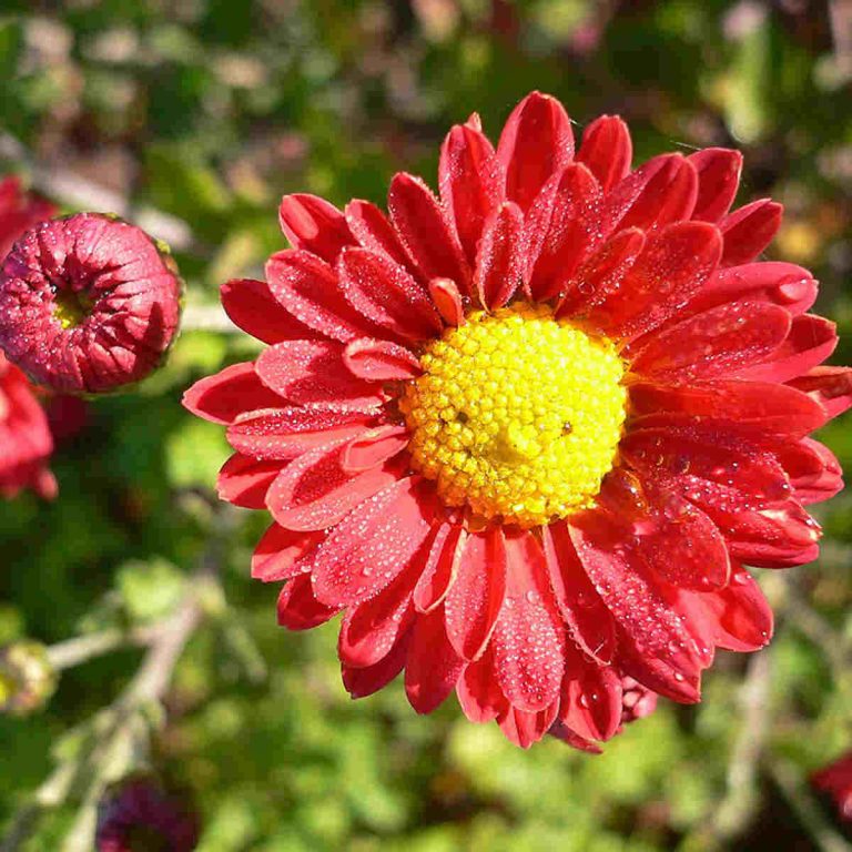 Unlocking the Secrets of Aster Flower Meaning and Symbolism ...