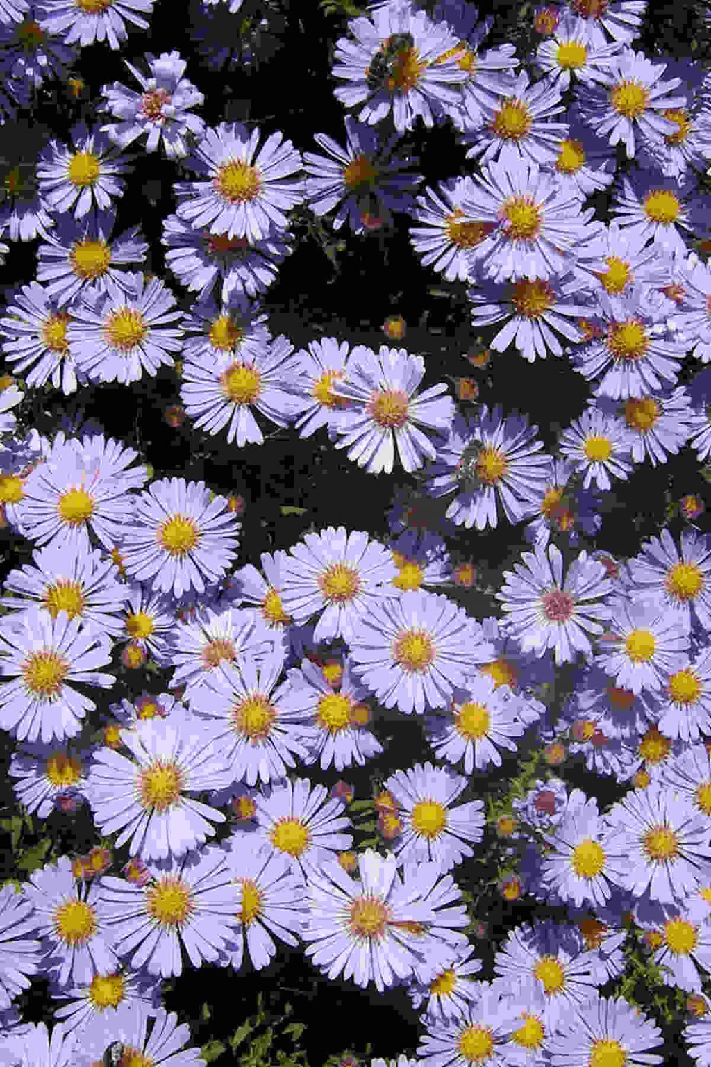 Unlocking the Secrets of Aster Flower Meaning and Symbolism ...