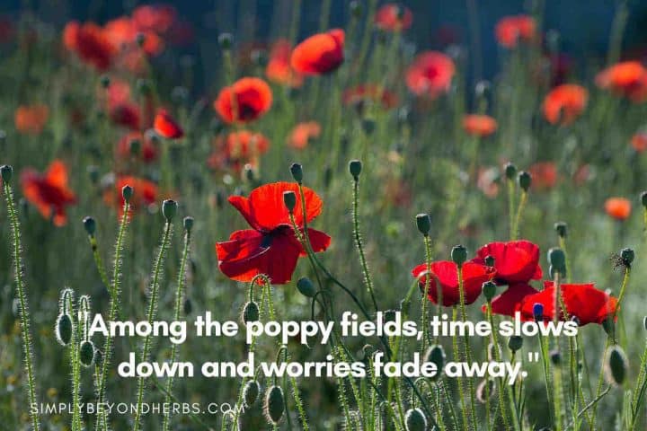 250 Captivating Poppy Quotes to Inspire - SimplyBeyondHerbs