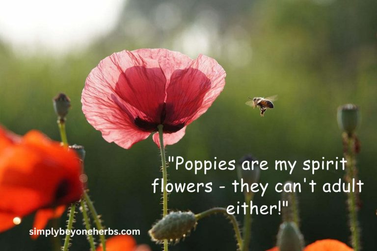 250 Captivating Poppy Quotes to Inspire - SimplyBeyondHerbs