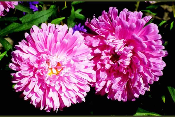 Unlocking the Secrets of Aster Flower Meaning and Symbolism ...