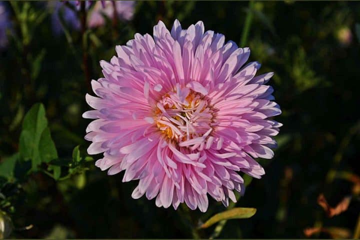Unlocking the Secrets of Aster Flower Meaning and Symbolism ...