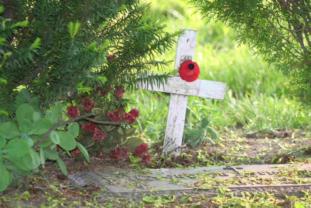Poppy Flower Meaning and Symbolism: Remembrance and Beyond ...