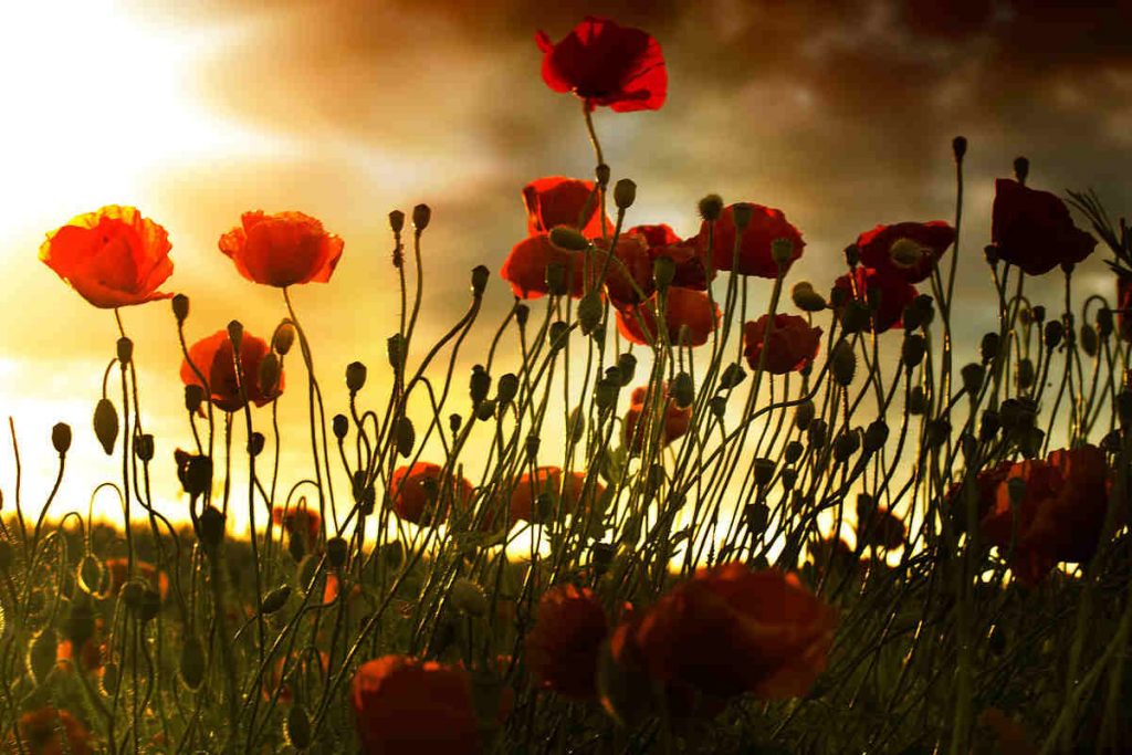 Poppy Flower Meaning and Symbolism: Remembrance and Beyond ...