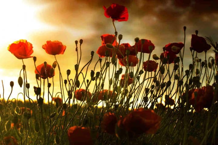 Poppy Flower Meaning and Symbolism: Remembrance and Beyond ...
