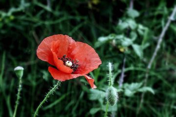 Poppy Flower Meaning and Symbolism: Remembrance and Beyond ...