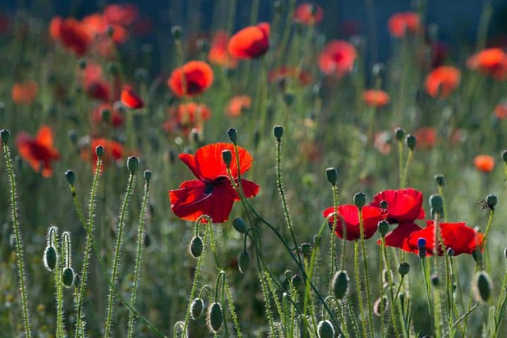 Poppy Flower Meaning and Symbolism: Remembrance and Beyond ...